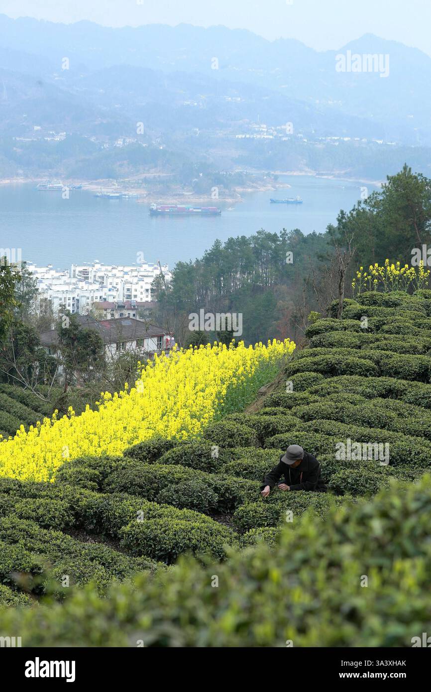 Farmers pick spring tea leaves at a tea garden in Zigui County, Yichang ...