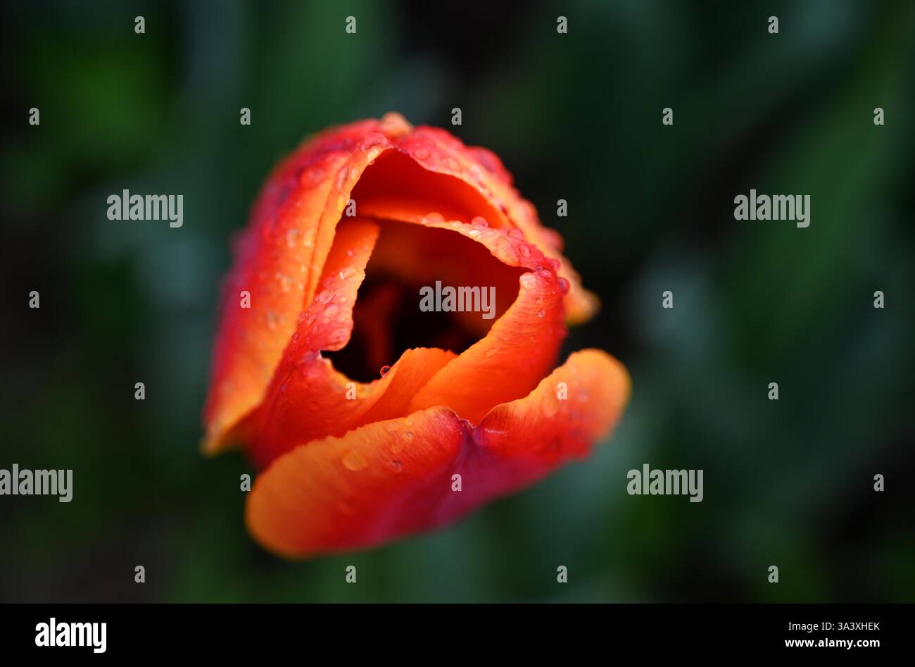 Tulip flowers bloom in Jinhua City, east China's Zhejiang Province, 15 ...