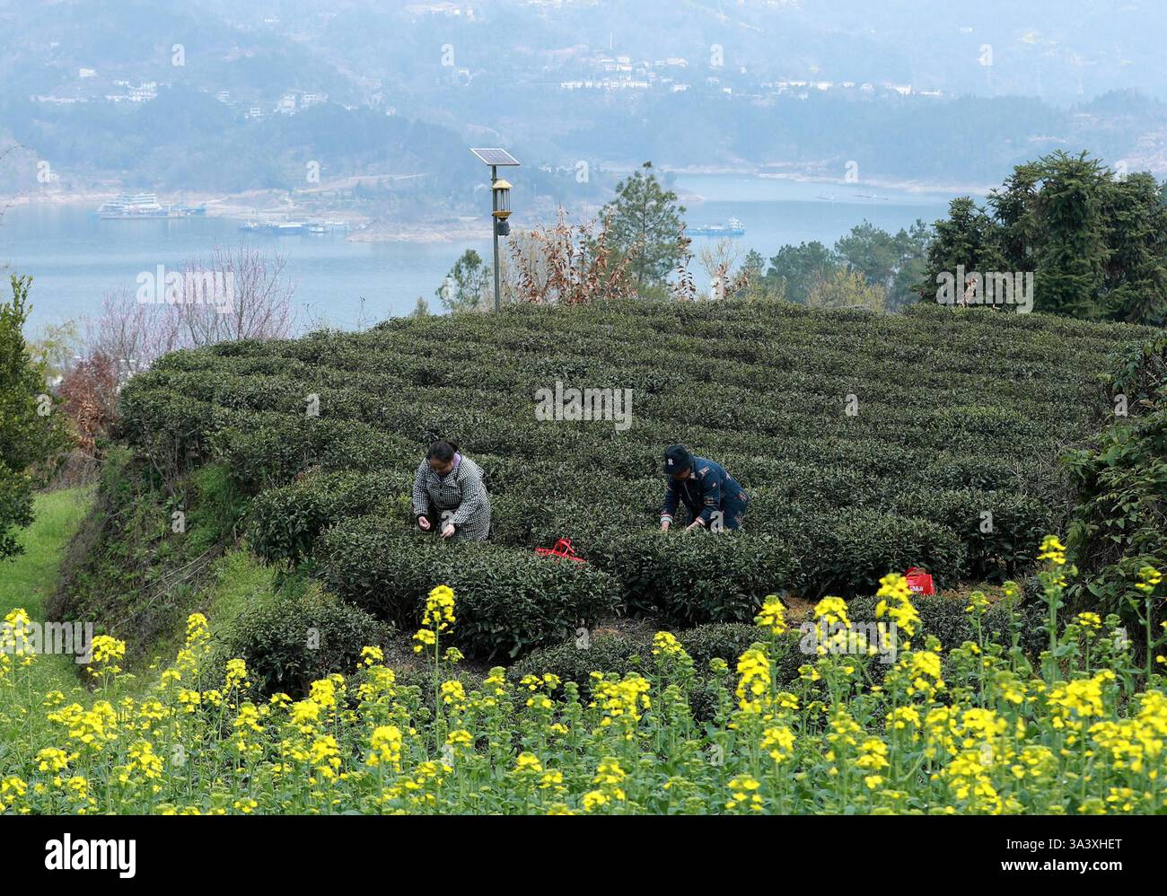 Farmers pick spring tea leaves at a tea garden in Zigui County, Yichang ...