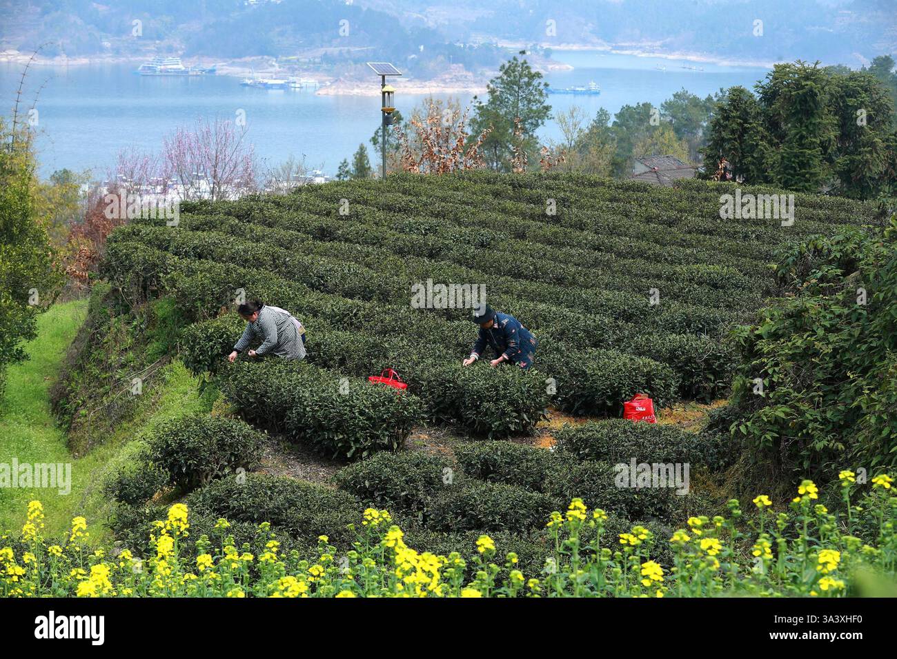 Farmers pick spring tea leaves at a tea garden in Zigui County, Yichang ...