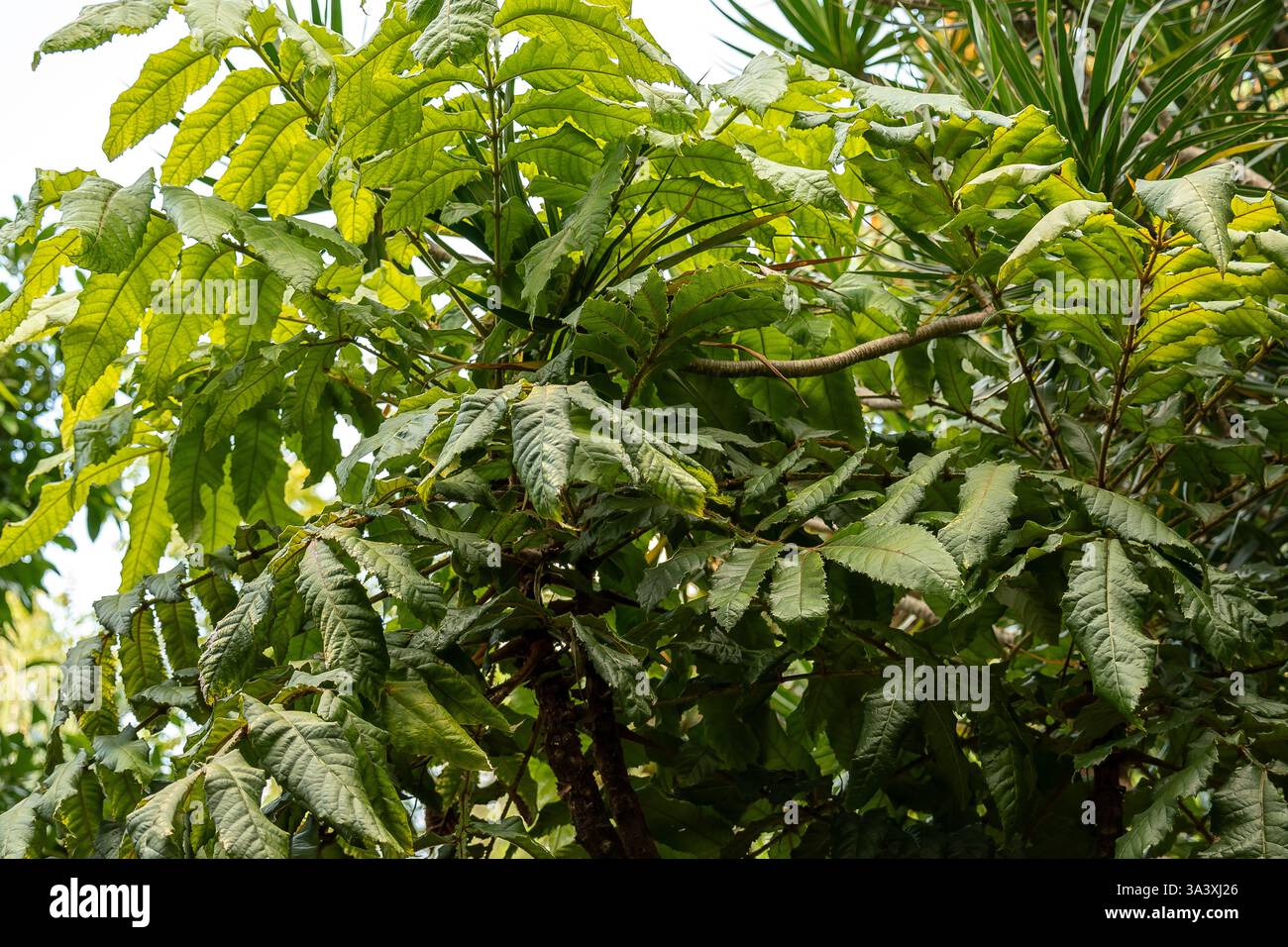Foliage of Davidsons plum, rainforest tree, Davidsonia jerseyana, after ...