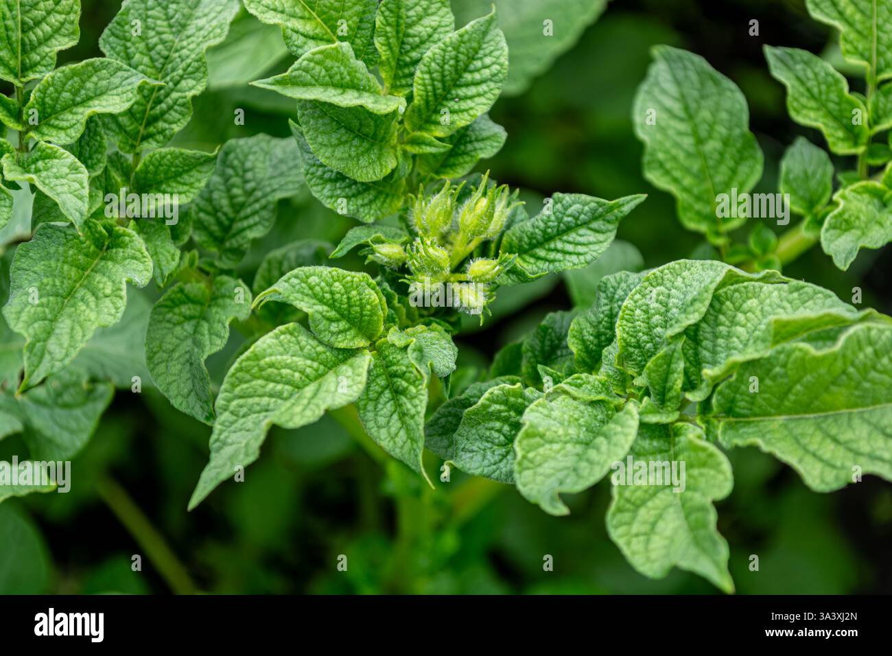 Potato plant with green leaves and buds in a field. Close-up ...