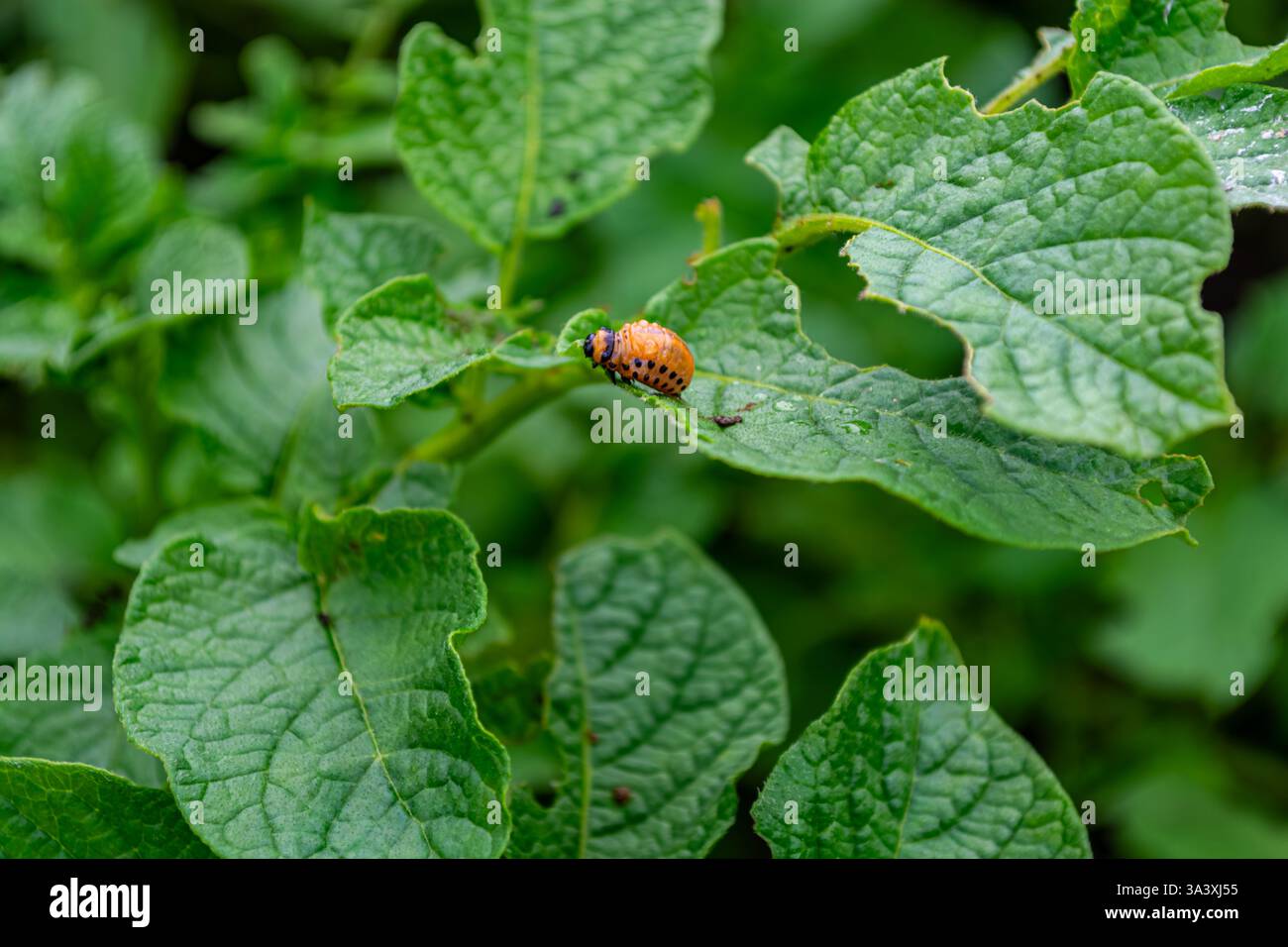 A red Colorado potato beetle larva eats juicy green potato leaves in a ...