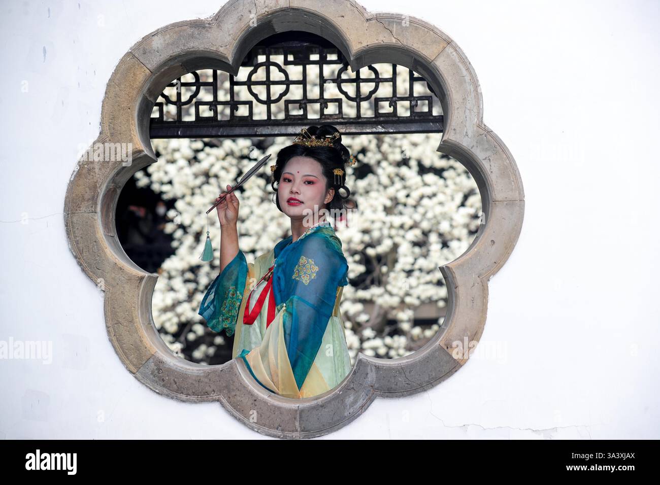 Magnolia flowers are in full bloom in Yangzhou City, east China's ...