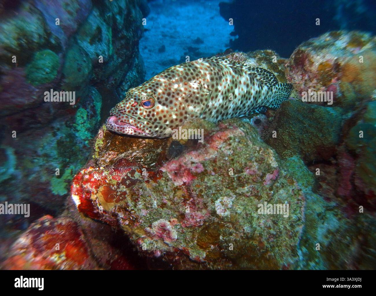 Coral hind grouper hi-res stock photography and images - Alamy