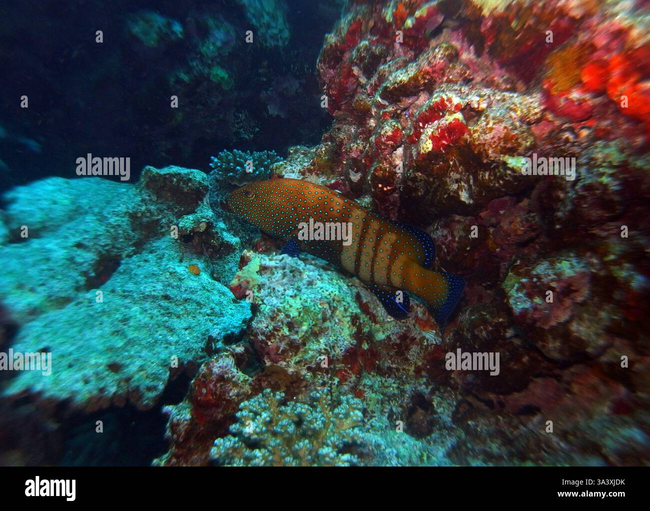 Peacock grouper in Red Sea near St. Johns, Egypt, underwater photograph ...