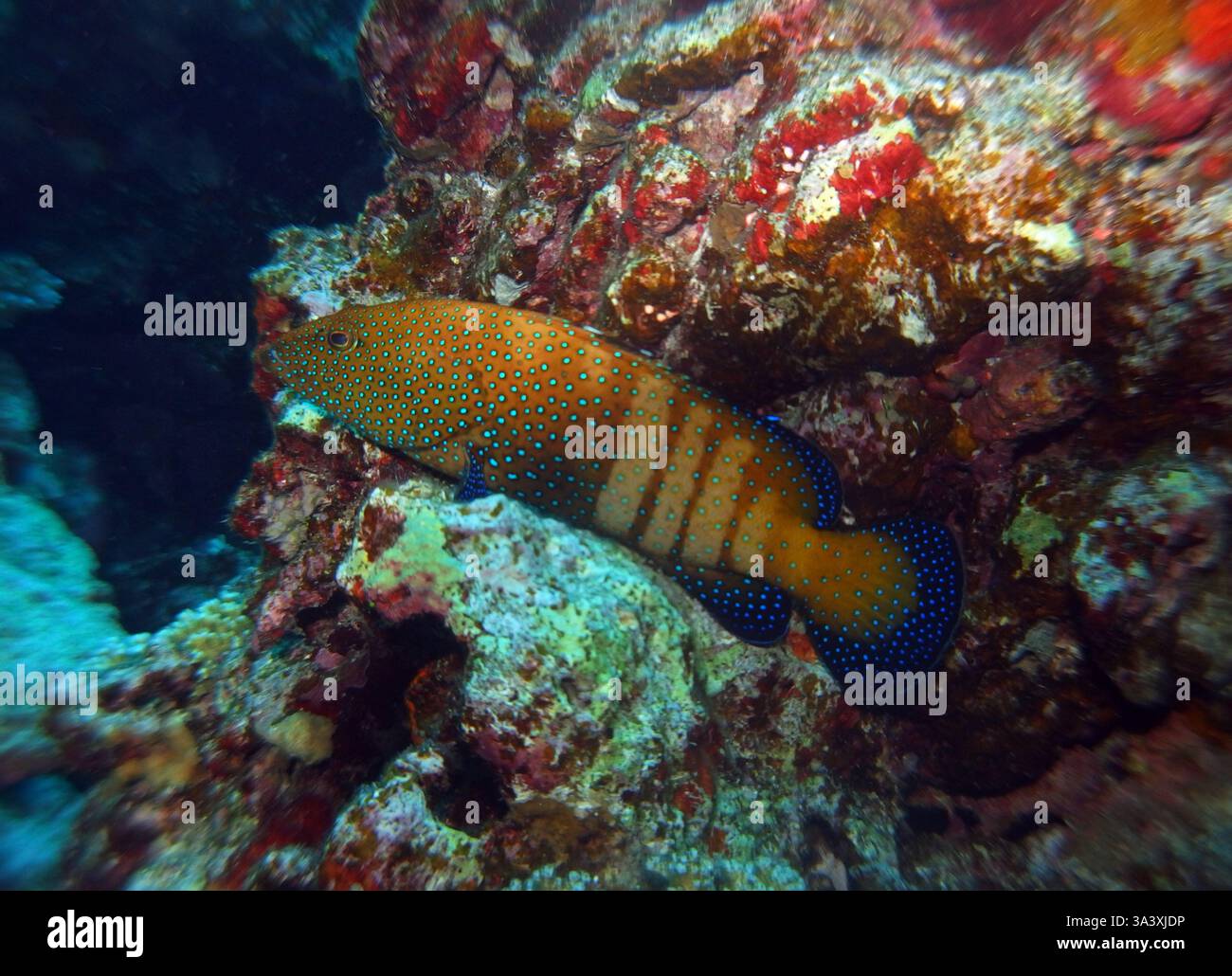 Peacock grouper in Red Sea near St. Johns, Egypt, underwater photograph ...