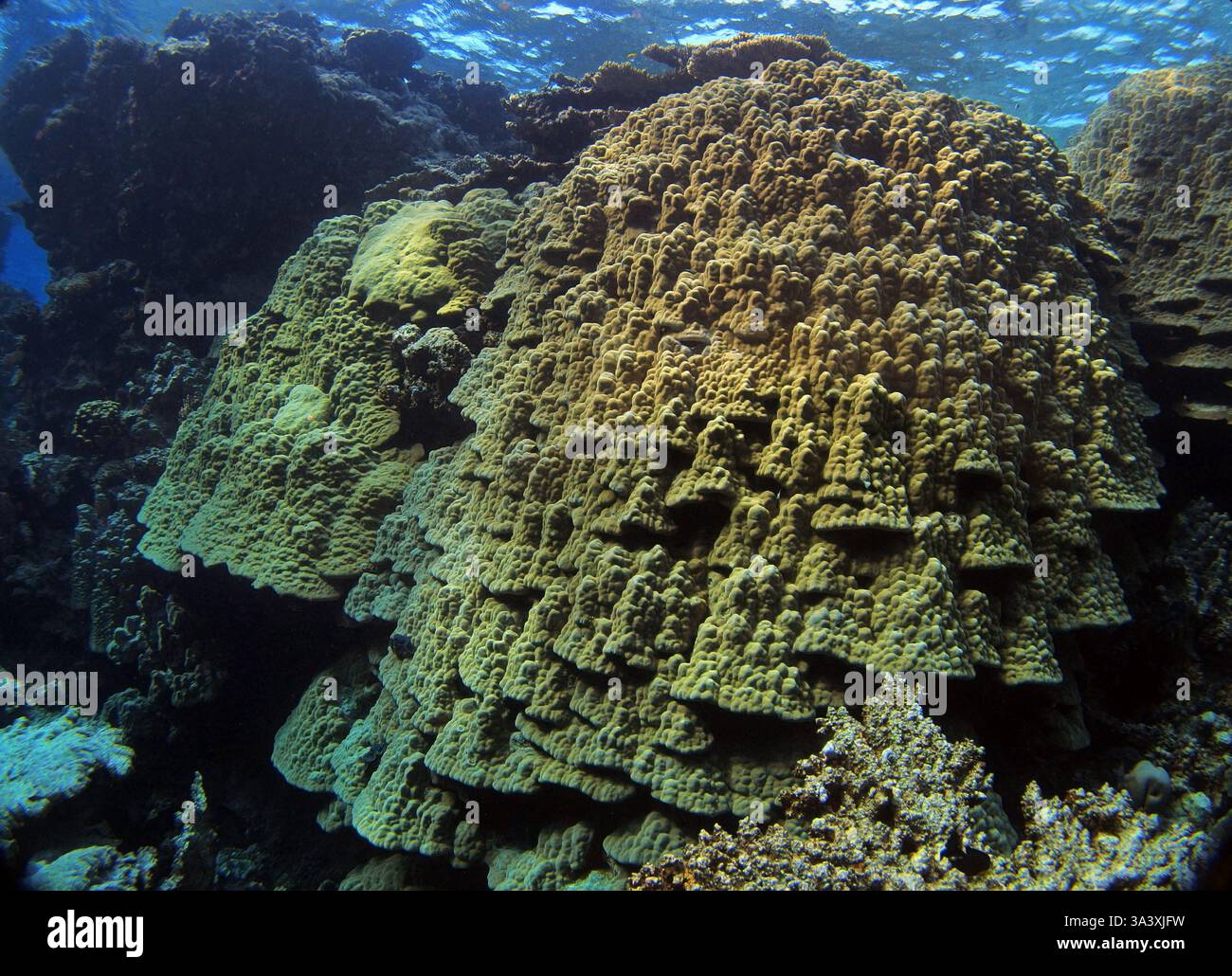 Dome Coral, Porites nodifera, Fury Shoal, Red Sea, Egypt Stock Photo ...