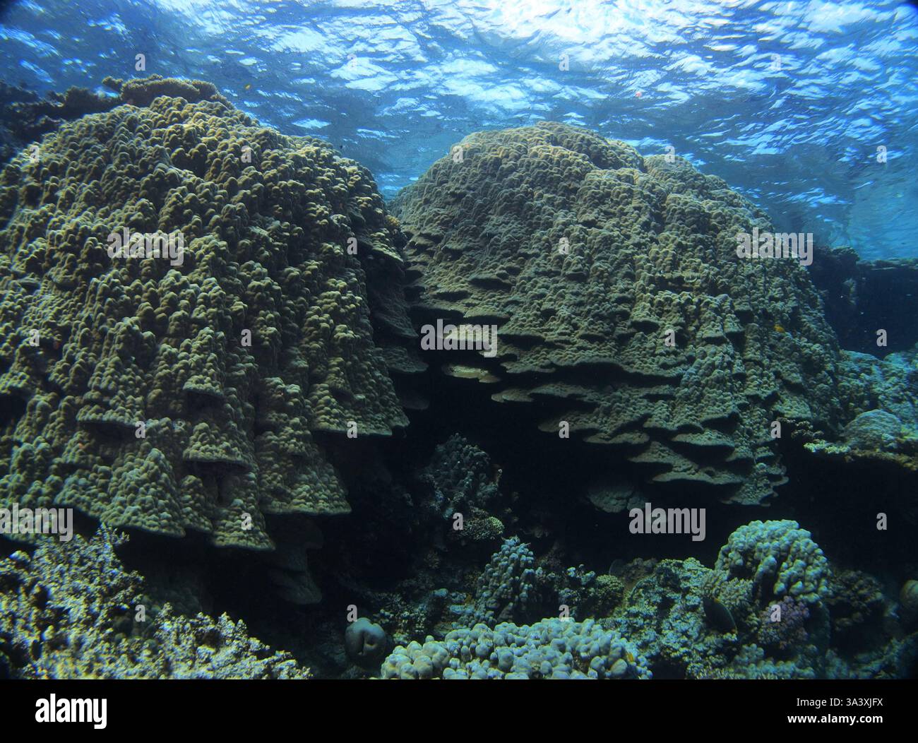 Dome Coral, Porites nodifera, Fury Shoal, Red Sea, Egypt Stock Photo ...