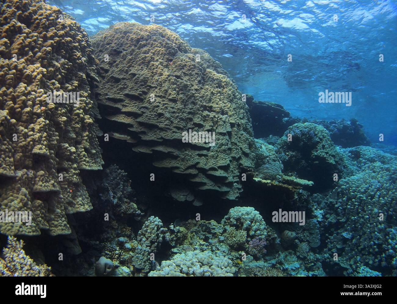Dome Coral, Porites nodifera, Fury Shoal, Red Sea, Egypt Stock Photo ...