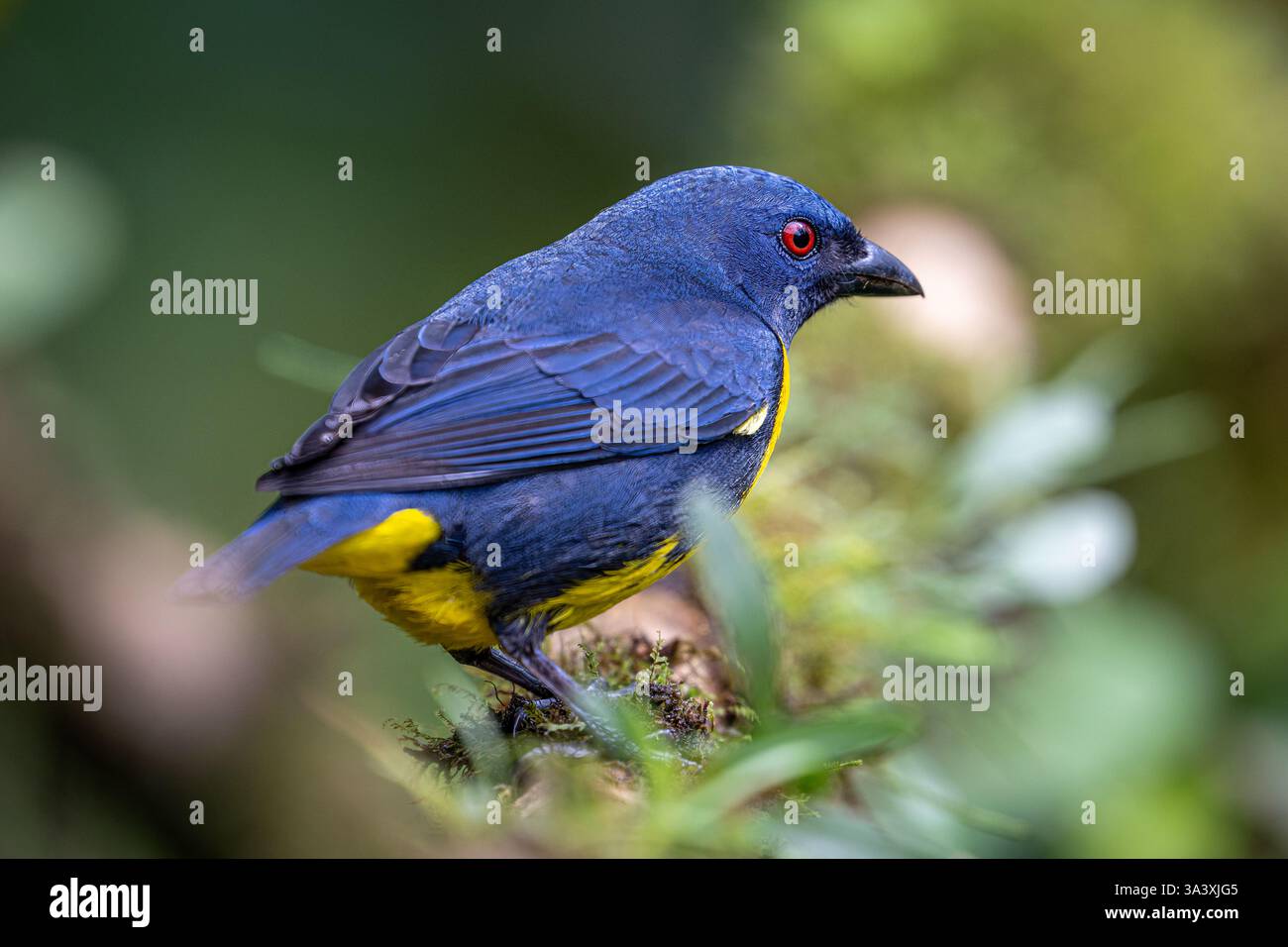 The blue-and-gold tanager, Bangsia arcaei, is a bird in the family ...