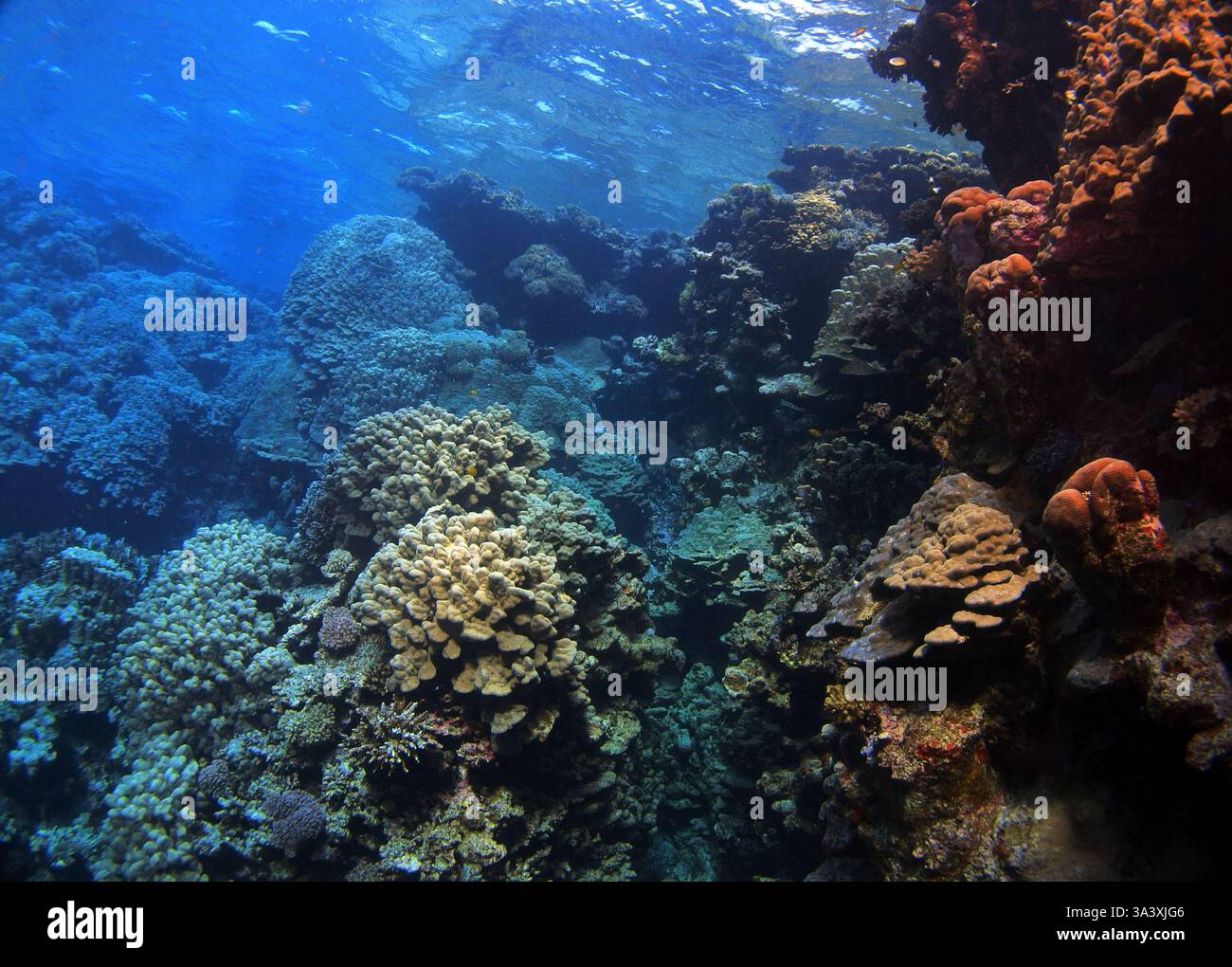 Dome Coral, Porites nodifera, Fury Shoal, Red Sea, Egypt Stock Photo ...