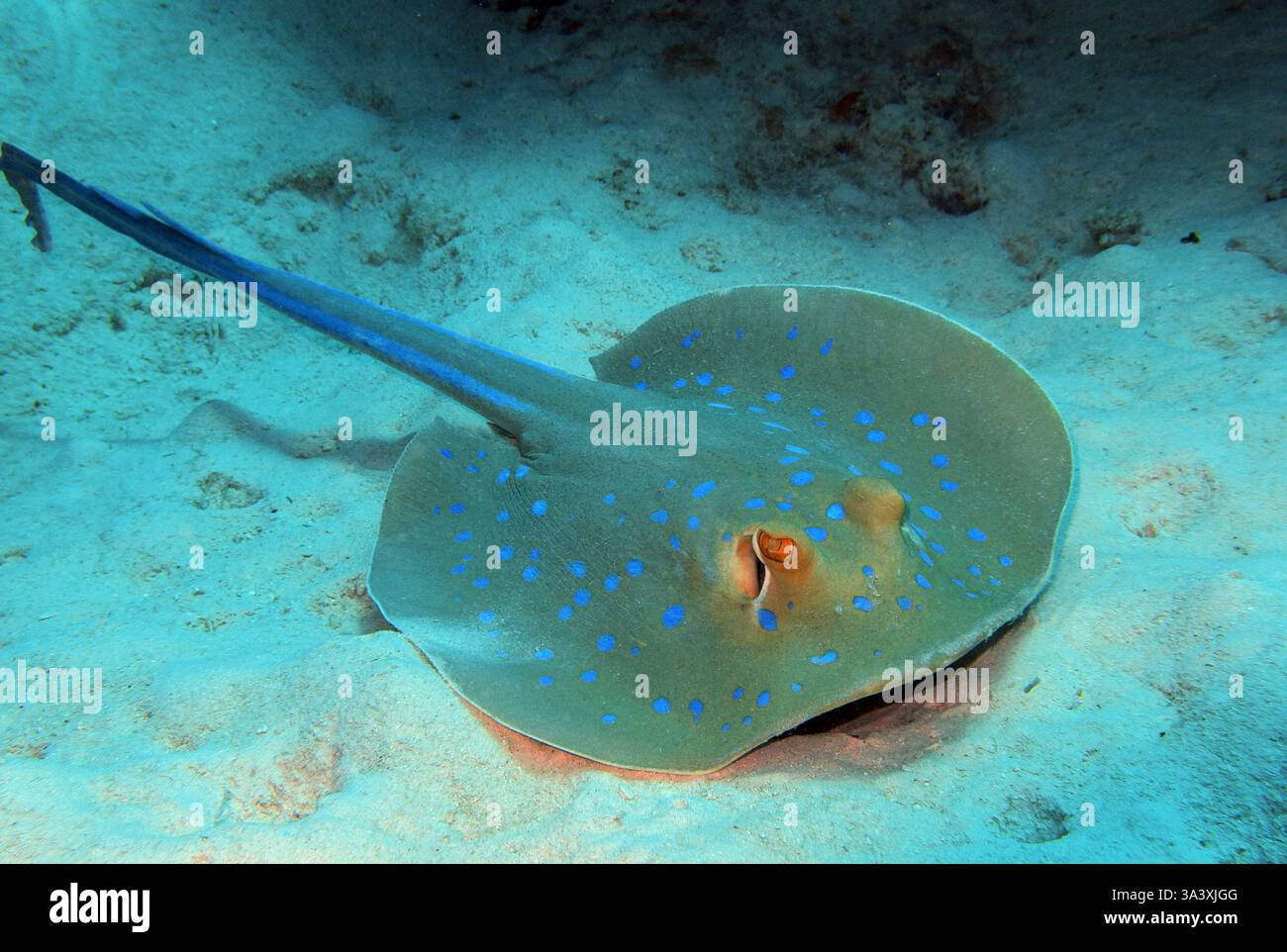 Stingray underwater scene hi-res stock photography and images - Alamy