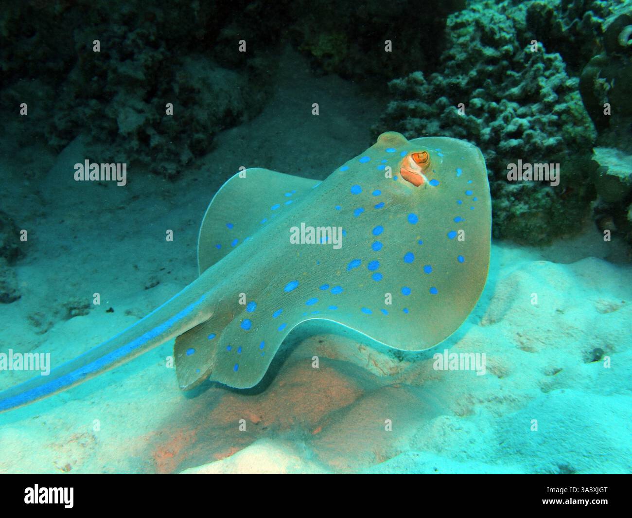Blue spotted stingray, Red Sea, Egypt Stock Photo - Alamy