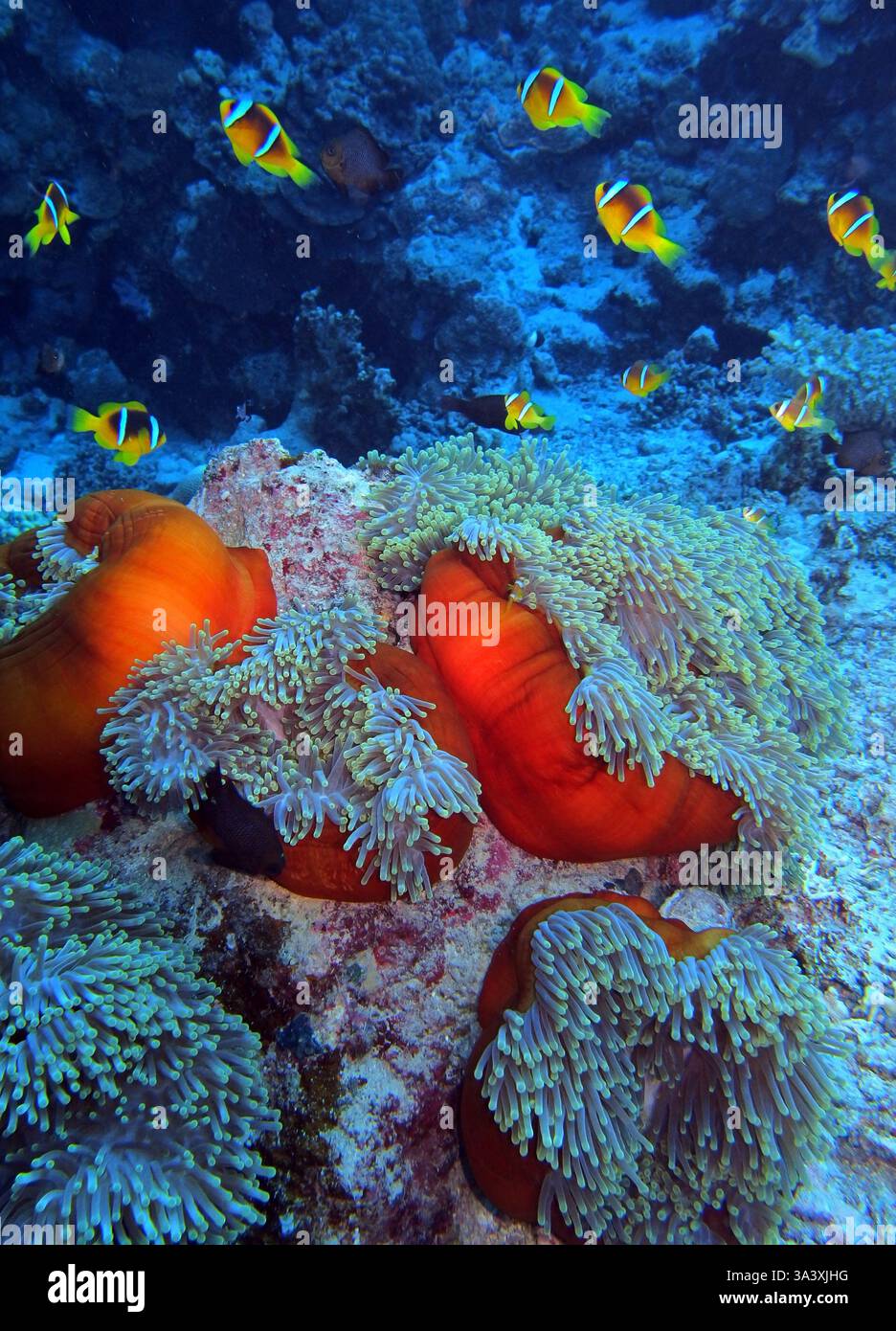 Red Sea Anemonefish, Red Sea Egypt Stock Photo - Alamy