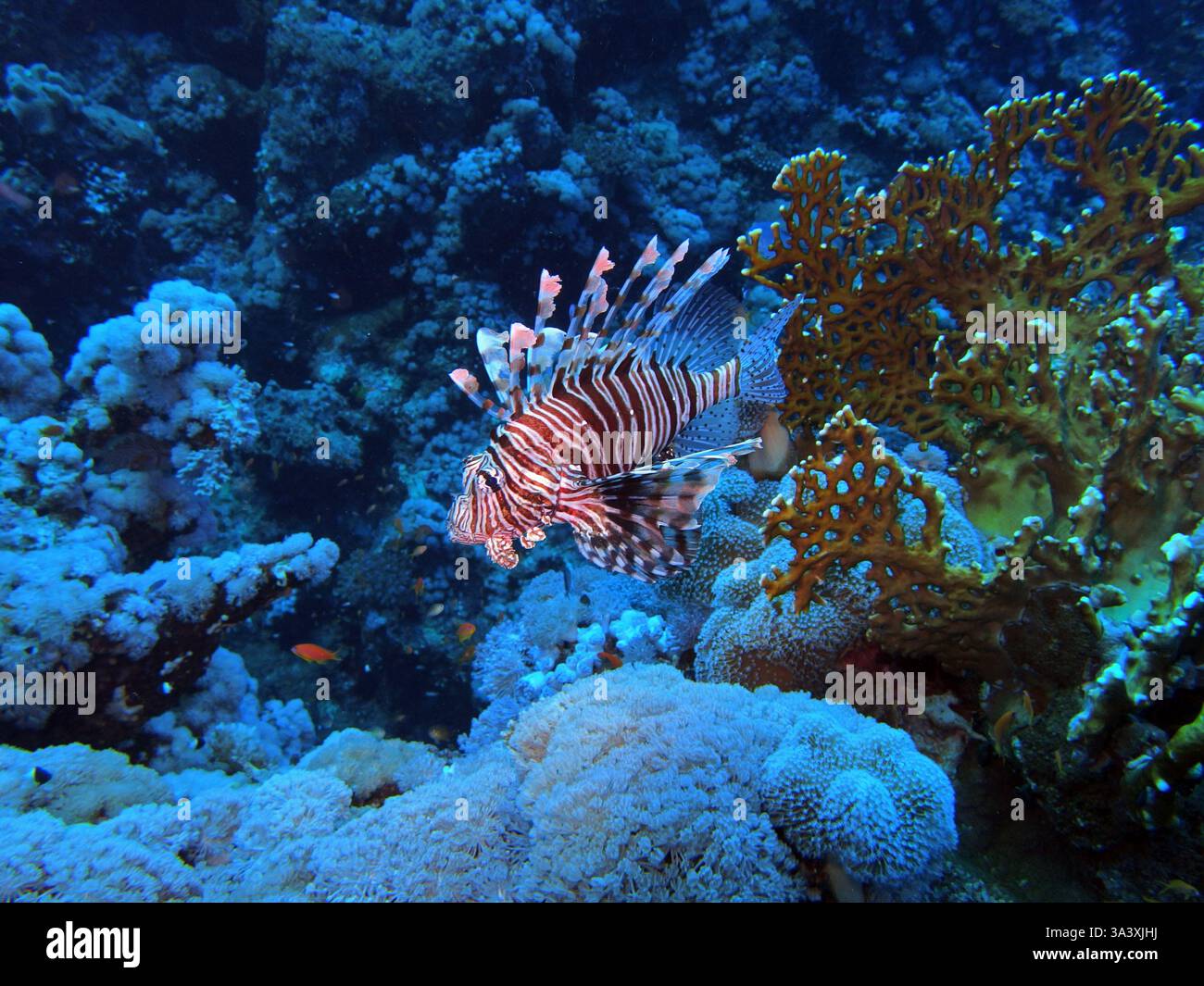 Lion fish, Red Sea, Egypt Stock Photo - Alamy