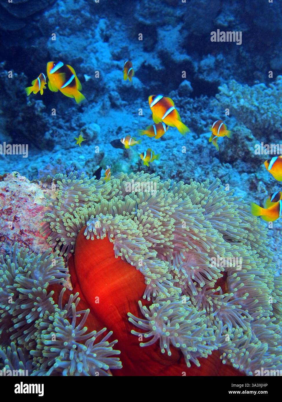 Red Sea Anemonefish, Red Sea Egypt Stock Photo - Alamy