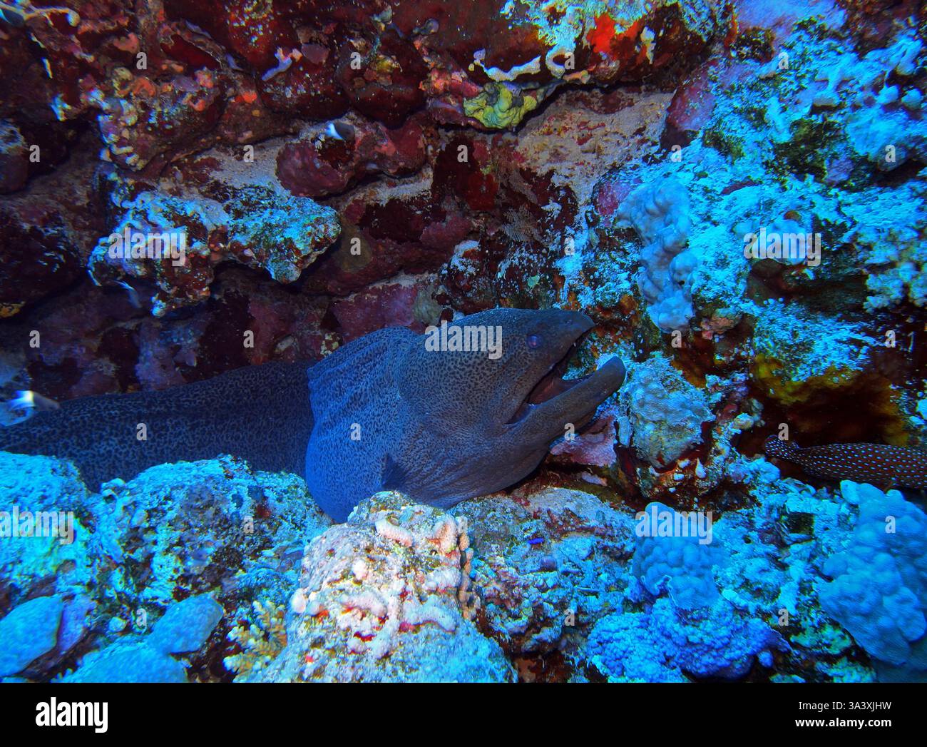 Giant moray in Red Sea, Egypt, underwater photograph Stock Photo - Alamy