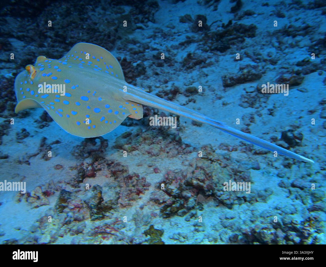 Blue spotted stingray, Red Sea, Egypt Stock Photo - Alamy