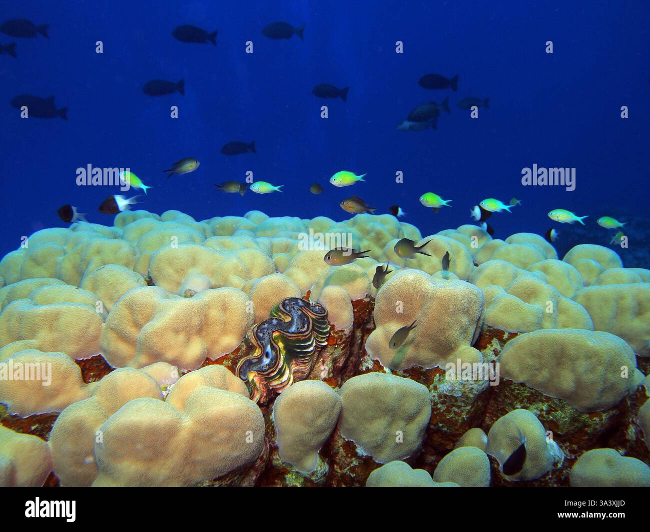 Dome Coral, Porites nodifera, Fury Shoal, Red Sea, Egypt Stock Photo ...