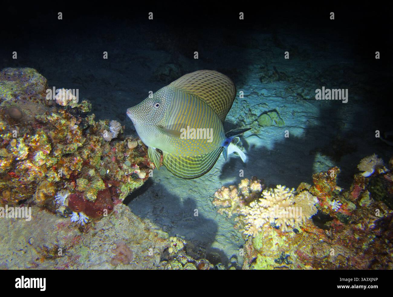 Red Sea sailfin tang in Red Sea, Egypt Stock Photo - Alamy