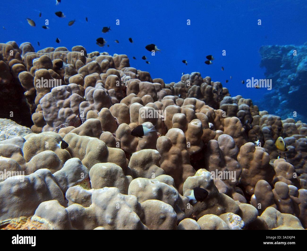 Dome Coral, Porites nodifera, Fury Shoal, Red Sea, Egypt Stock Photo ...