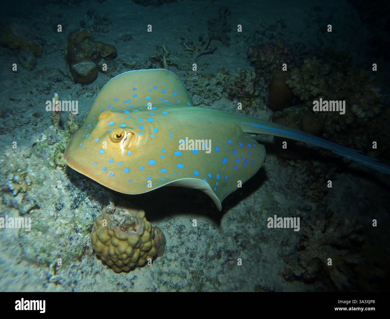 Blue spotted stingray, Red Sea, Egypt Stock Photo - Alamy