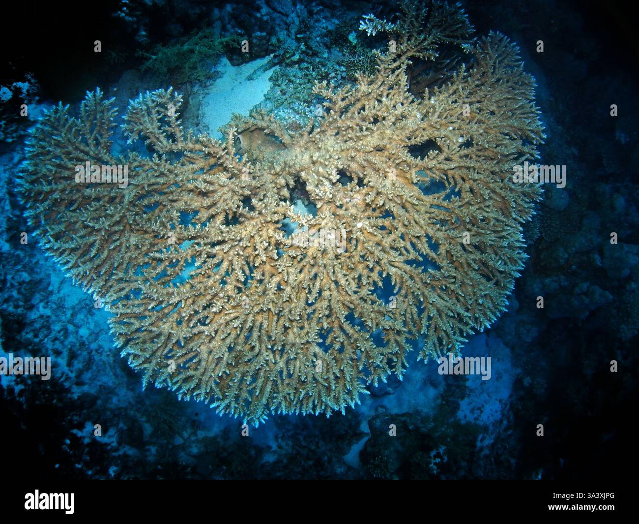 Table coral, acropora, Fury Shoal, Red Sea, Egypt Stock Photo - Alamy