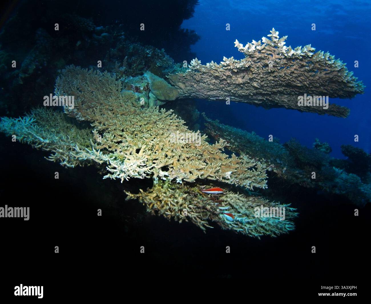 Table coral, acropora, Fury Shoal, Red Sea, Egypt Stock Photo - Alamy