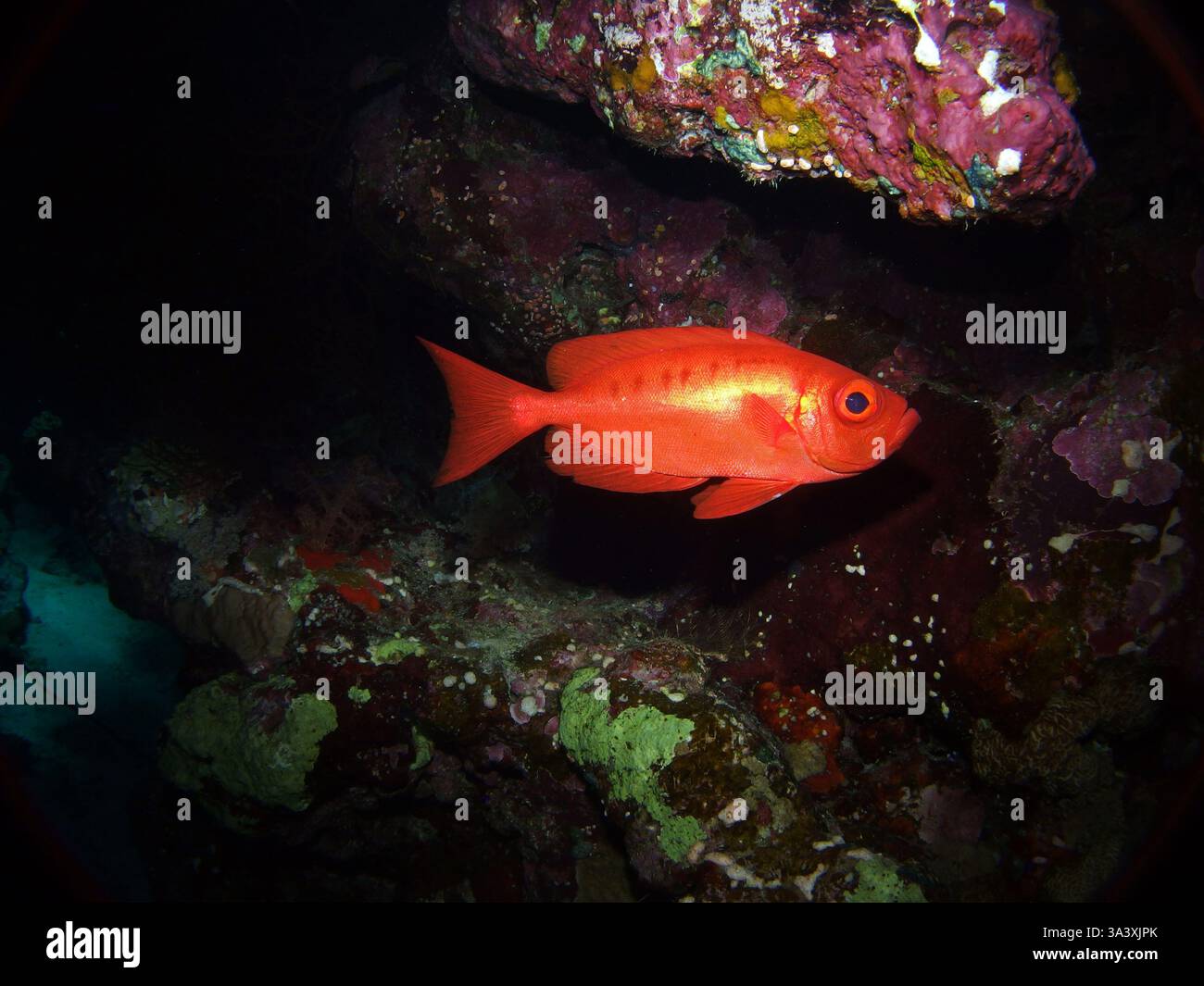 Lunar-tailed bigeye, Priacanthus hamrur in Red Sea, Egypt, underwater ...