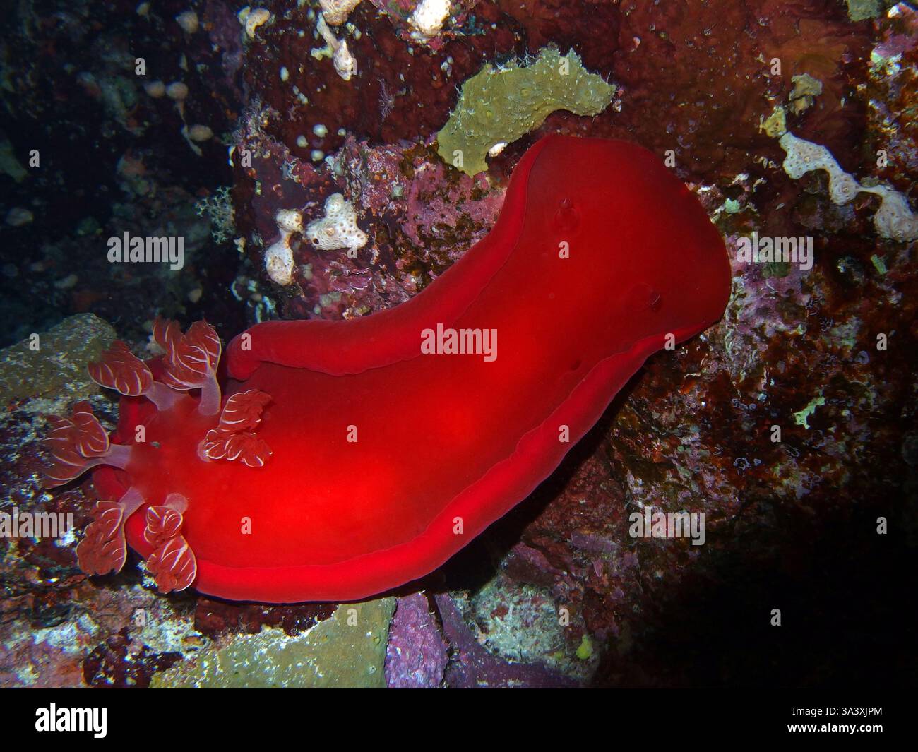 Spanish dancer - sea slug, Red Sea, Egypt, underwater photograph Stock ...