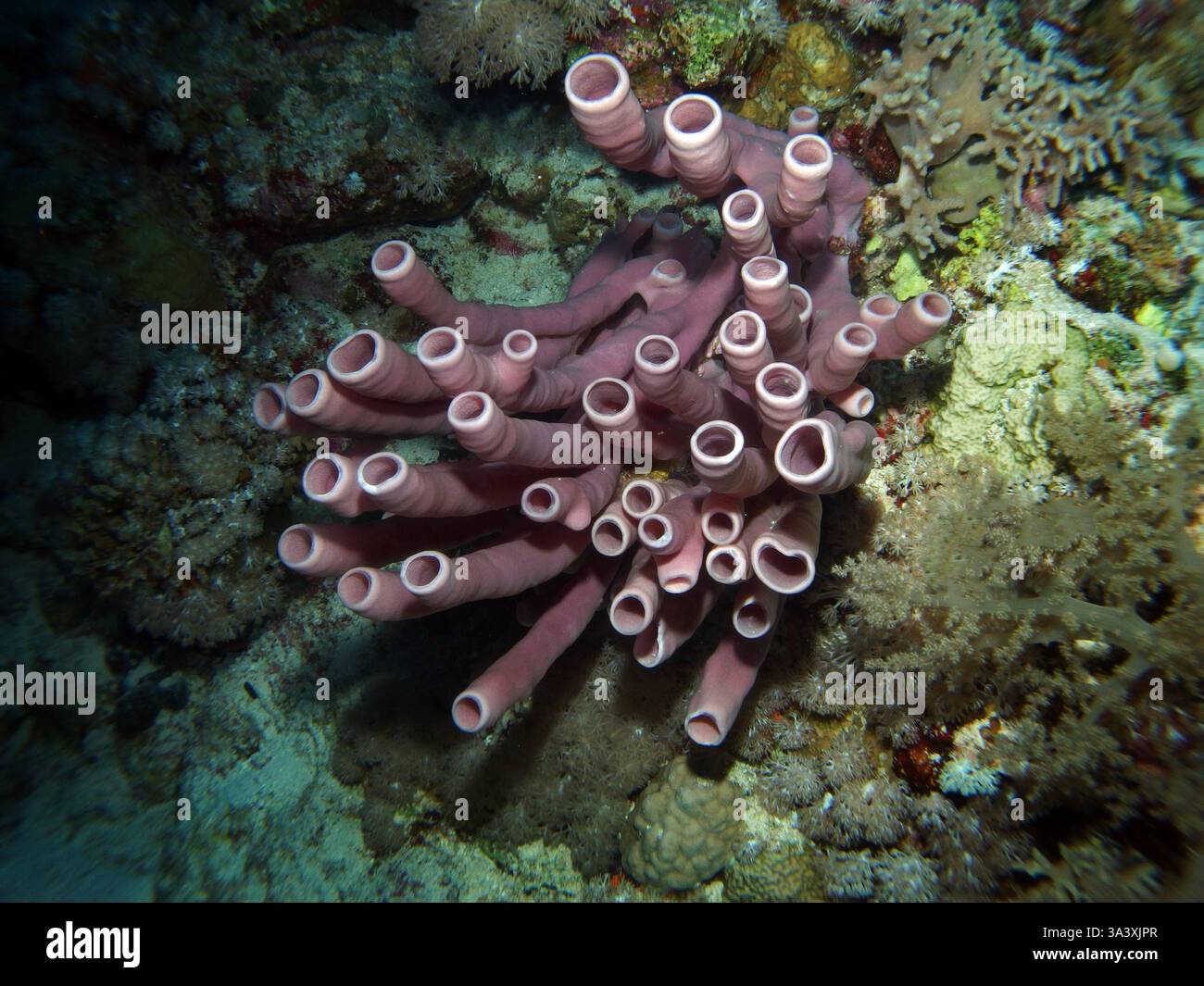 Colonial tube sponge, Callyspongia siphonella, Fury Shoal, Red Sea ...