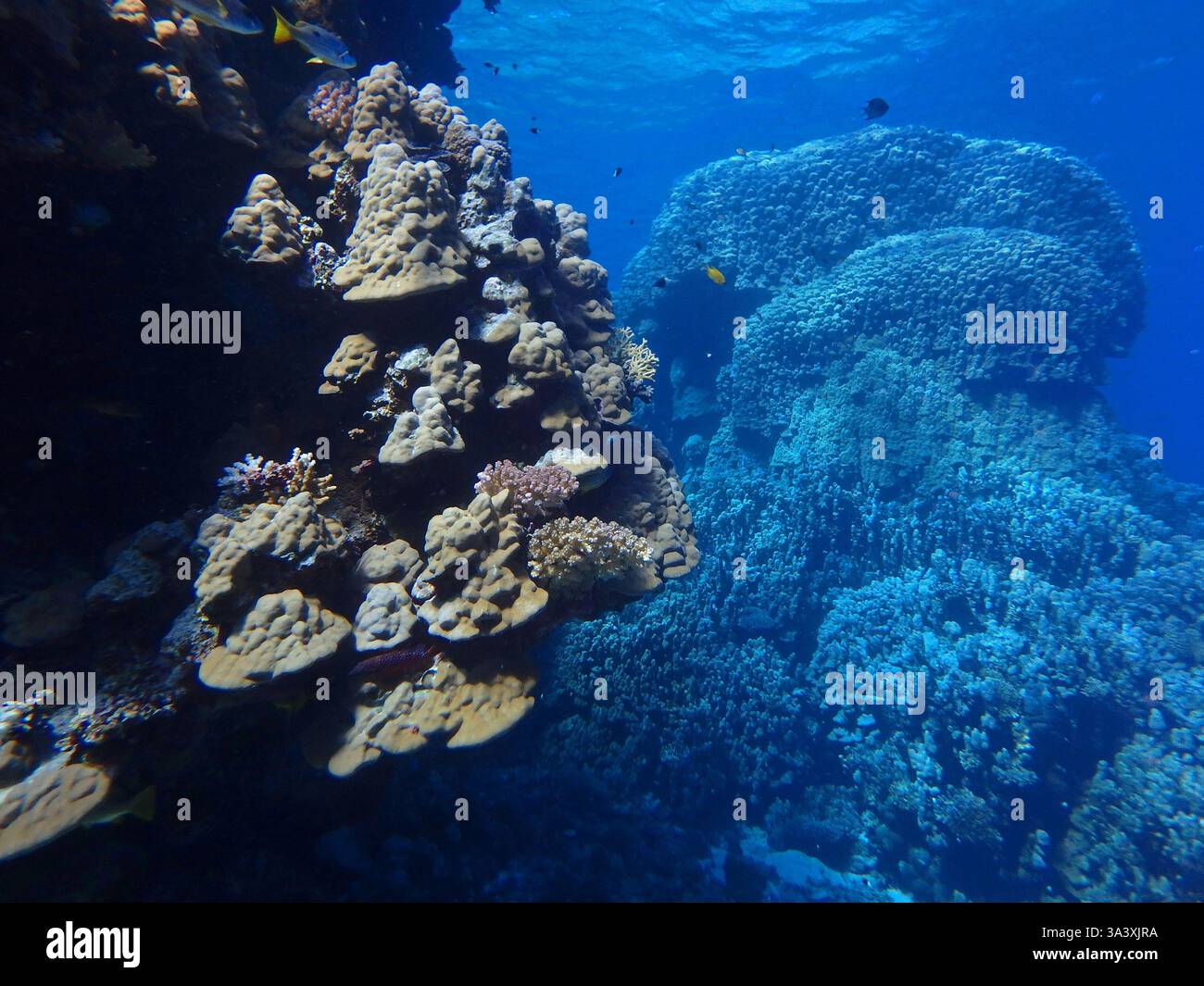 Dome Coral, Porites nodifera, Fury Shoal, Red Sea, Egypt Stock Photo ...