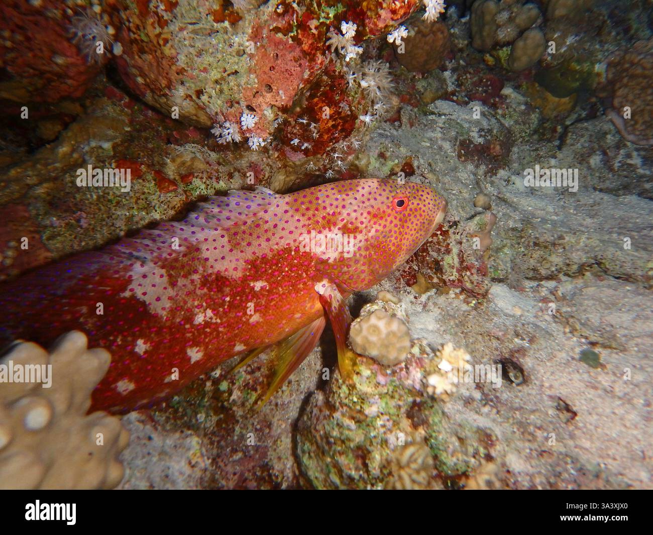 Coral grouper in Red Sea, Egypt Stock Photo - Alamy