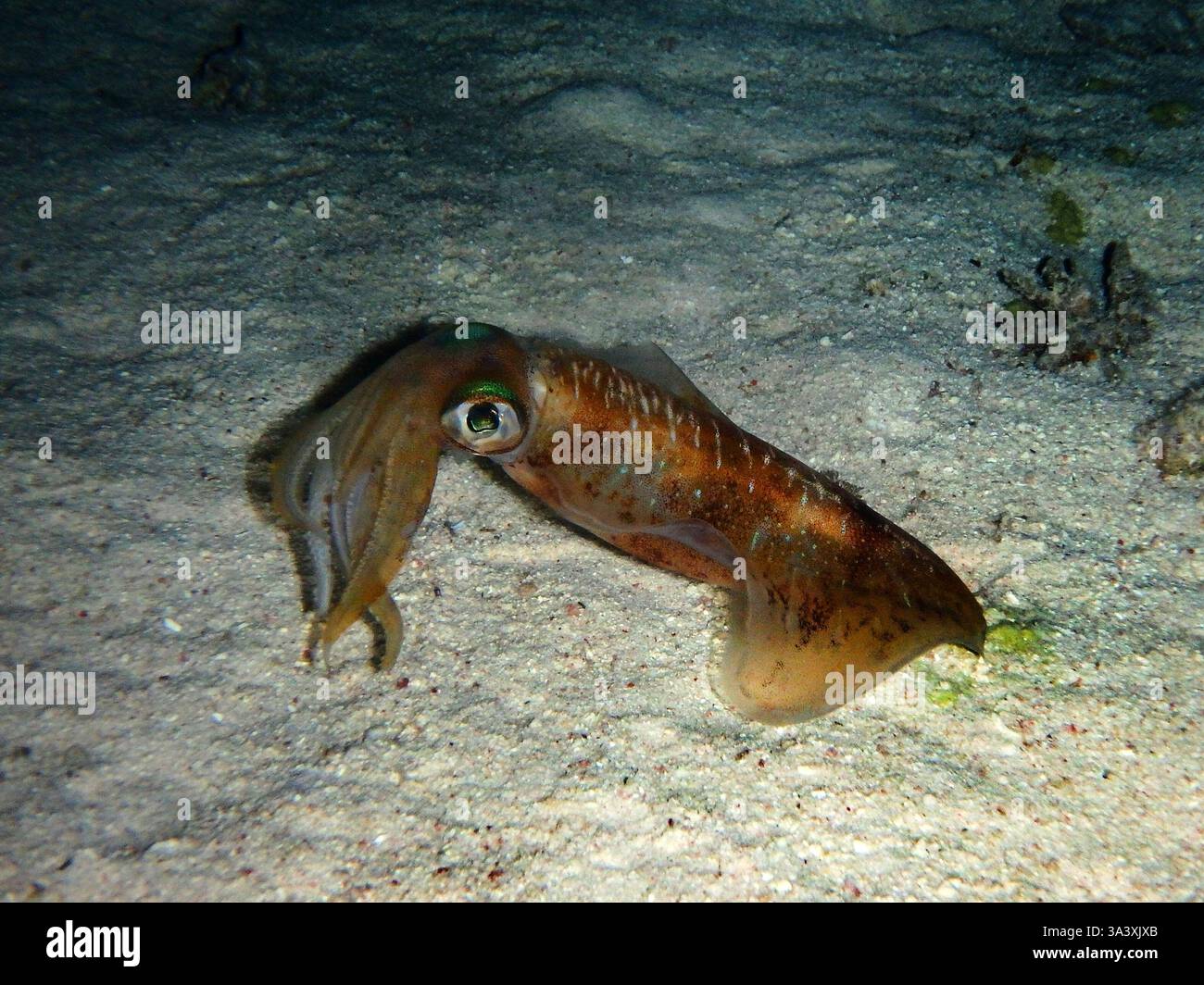 Reef squid, Fury Shoal, Red Sea, Egypt Stock Photo - Alamy