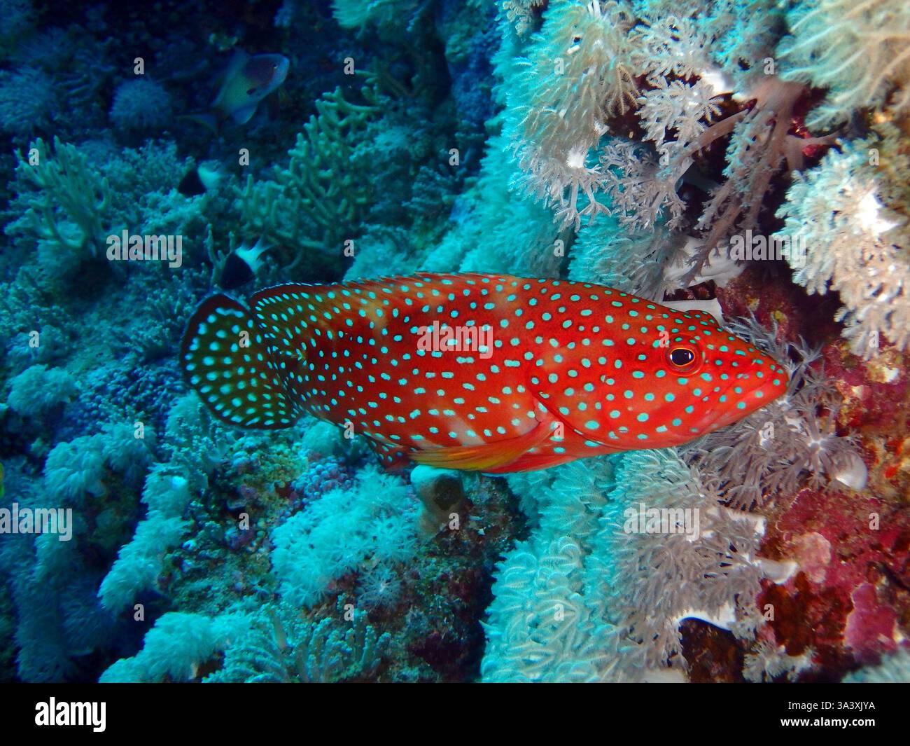 Coral hind, Abu Fandera reef, Red Sea, Egypt Stock Photo - Alamy