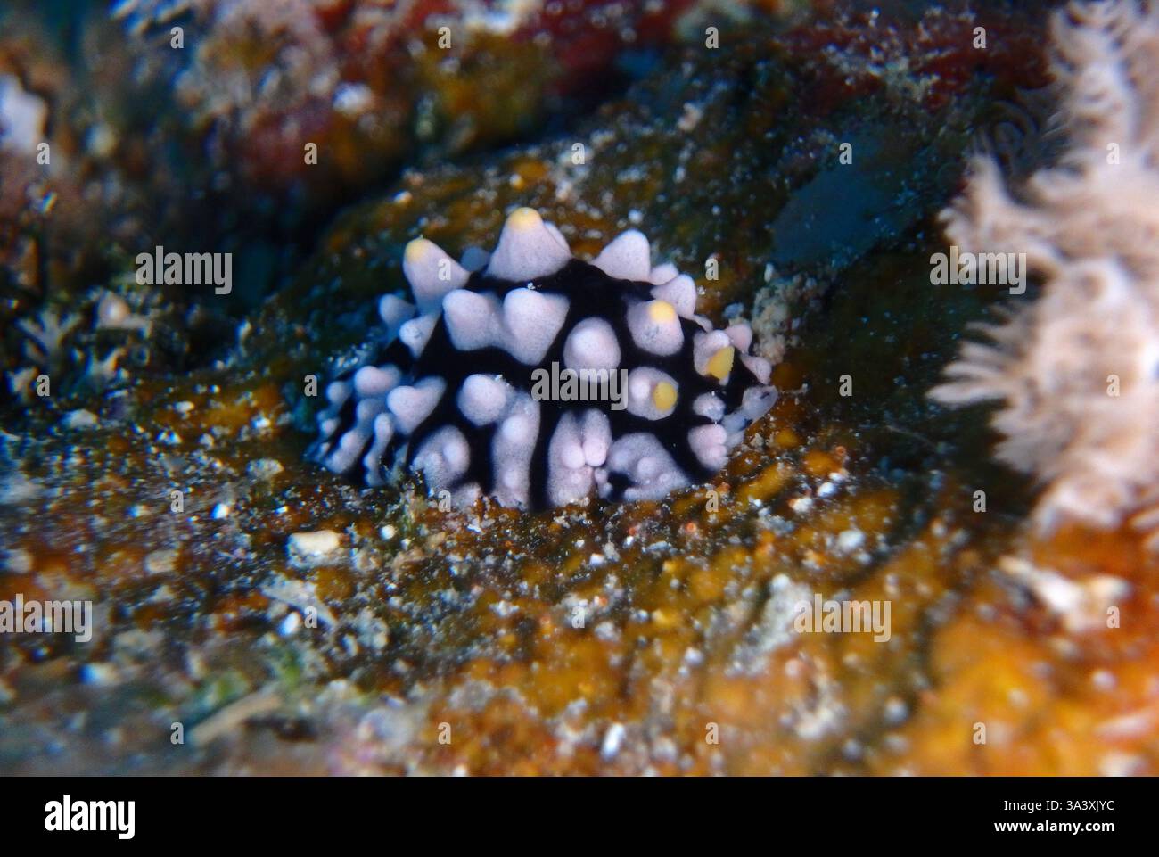 Phyllidia varicosa - sea slug in Read Sea near Fury Shoal, Egypt ...