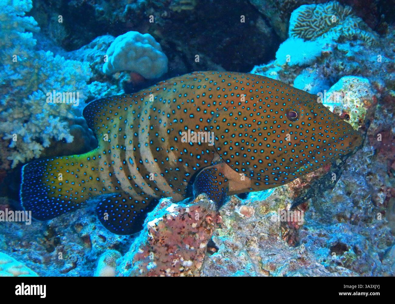Peacock grouper in Red Sea near St. Johns, Egypt, underwater photograph ...