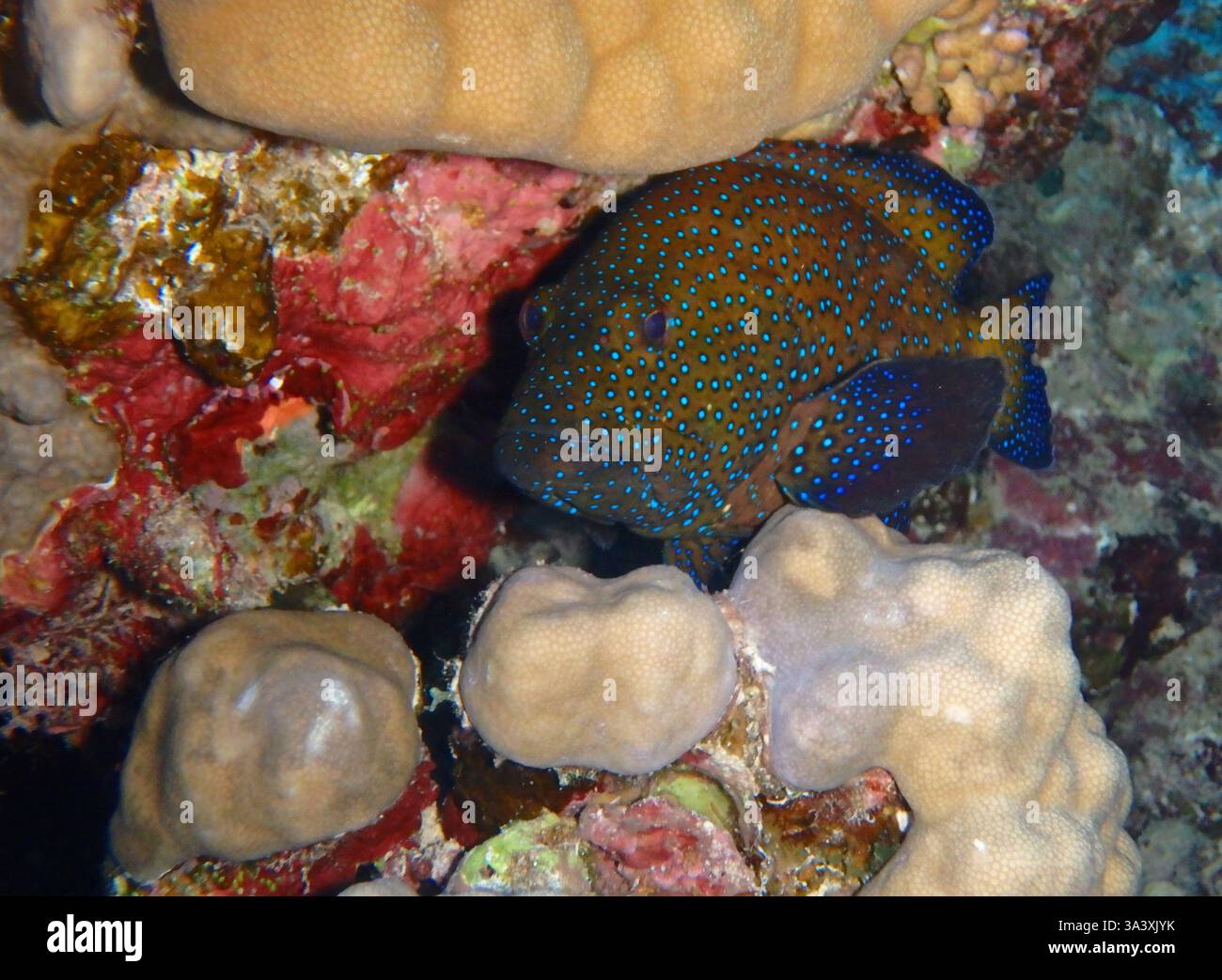 Peacock grouper in Red Sea near St. Johns, Egypt, underwater photograph ...