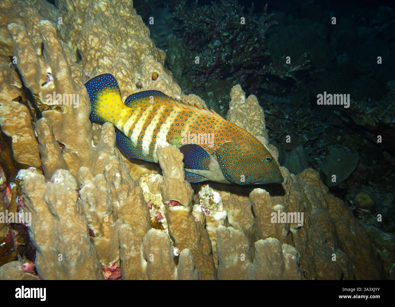 Peacock grouper in Red Sea near St. Johns, Egypt, underwater photograph ...