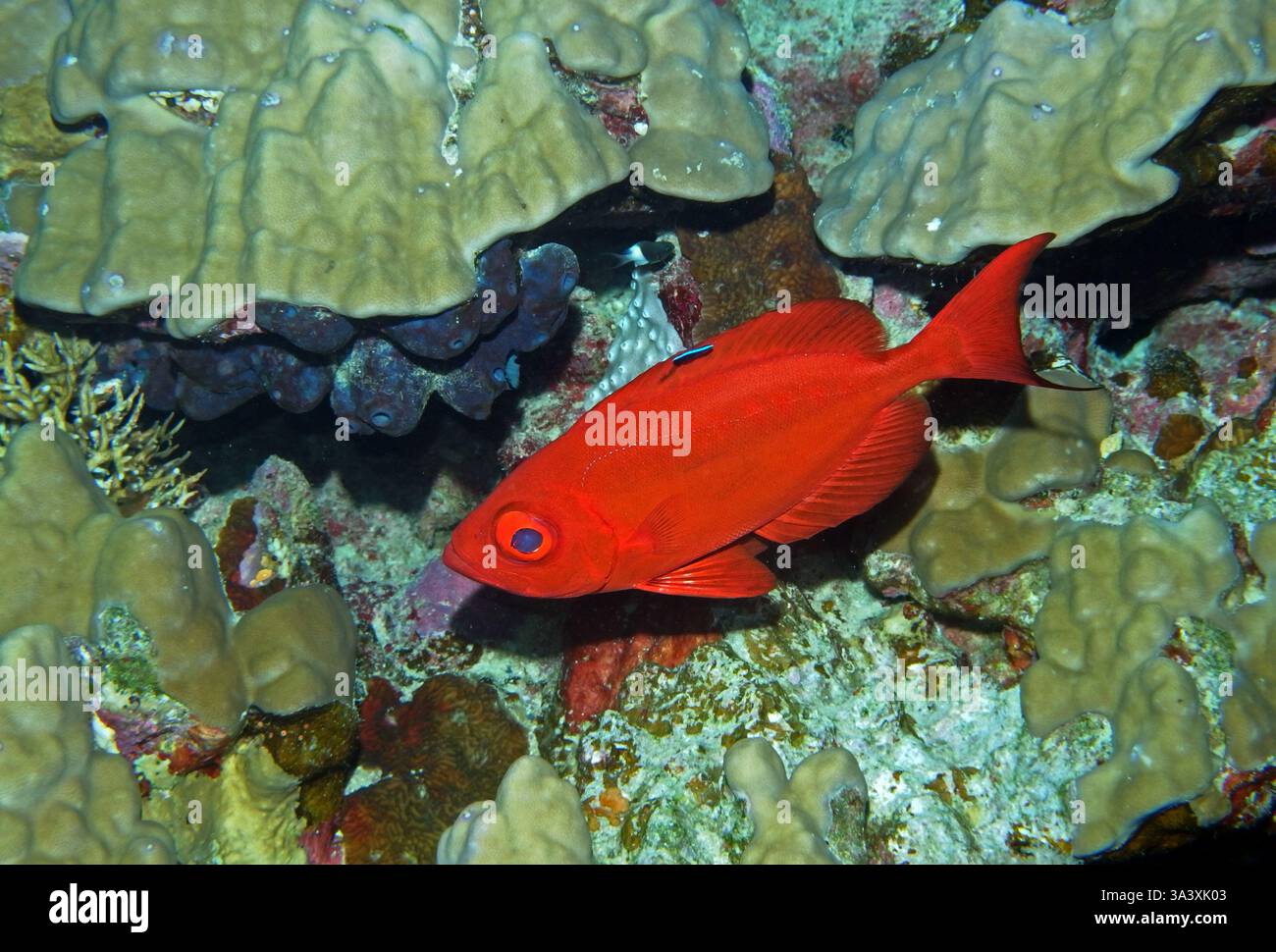 Lunar-tailed bigeye, Priacanthus hamrur in Red Sea, Egypt, underwater ...