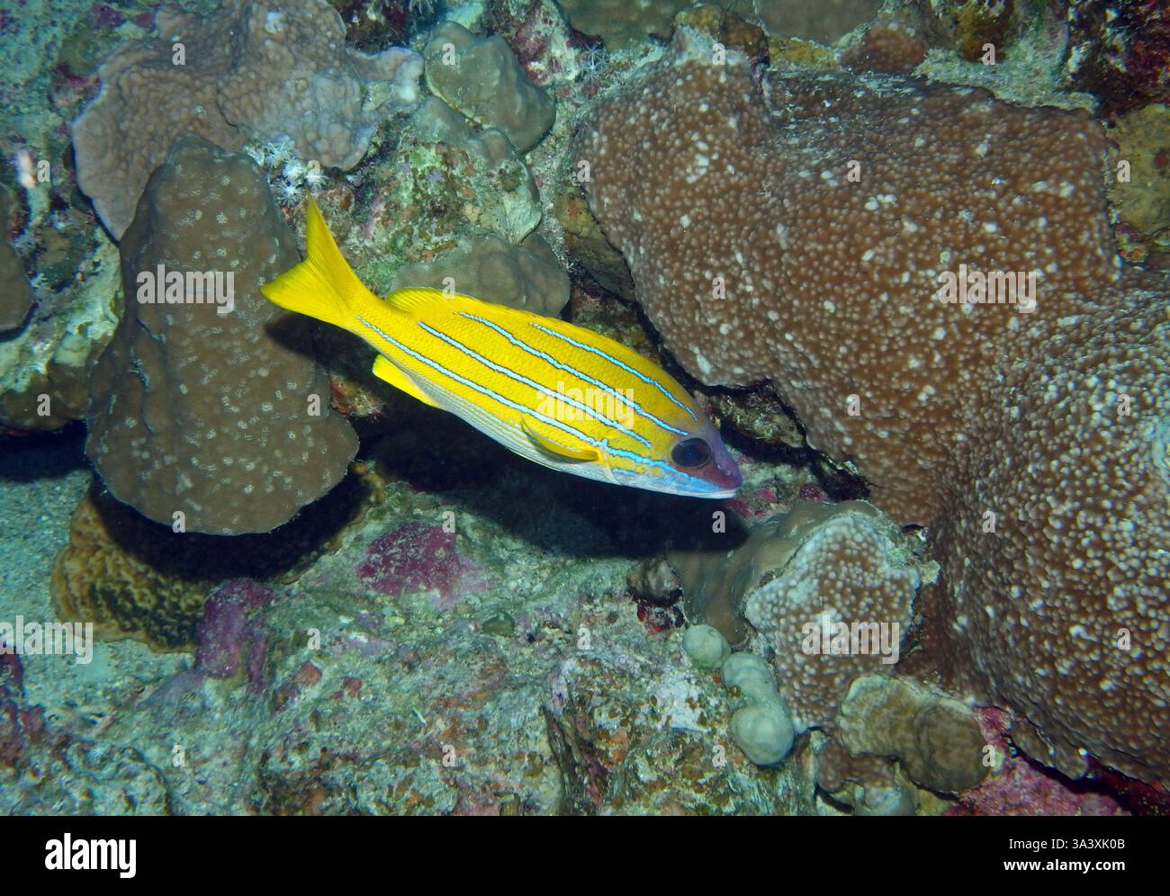 Blue-striped snapper in Red Sea near Marsa Alam, Egypt, underwater ...