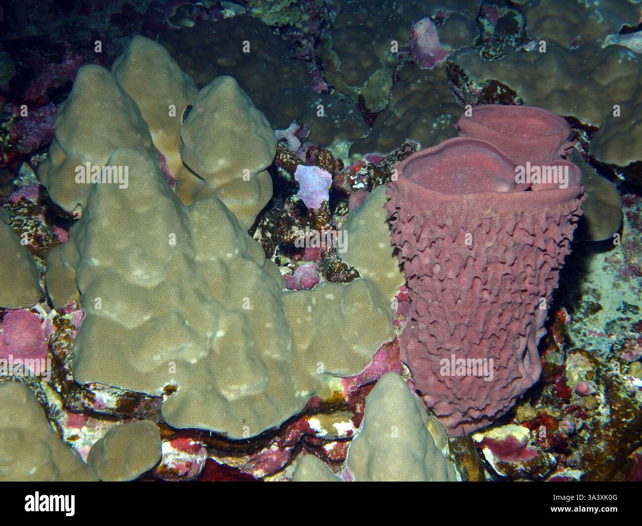 Dome coral and Prickly Tube Sponge in Red Sea near St. Johns, egypt ...