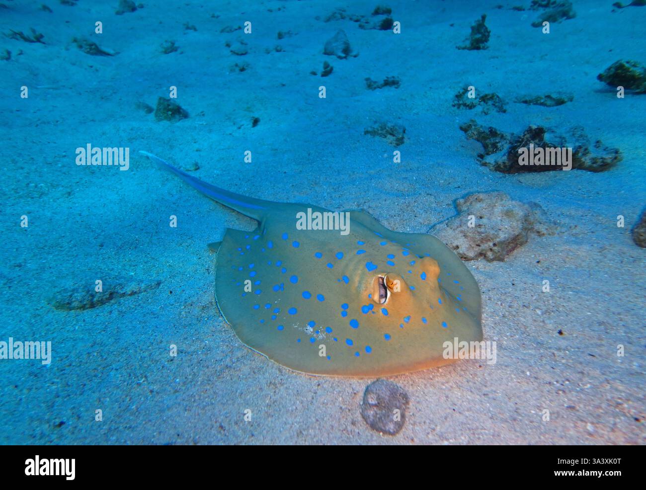 Blue spotted stingray, Red Sea, Egypt Stock Photo - Alamy