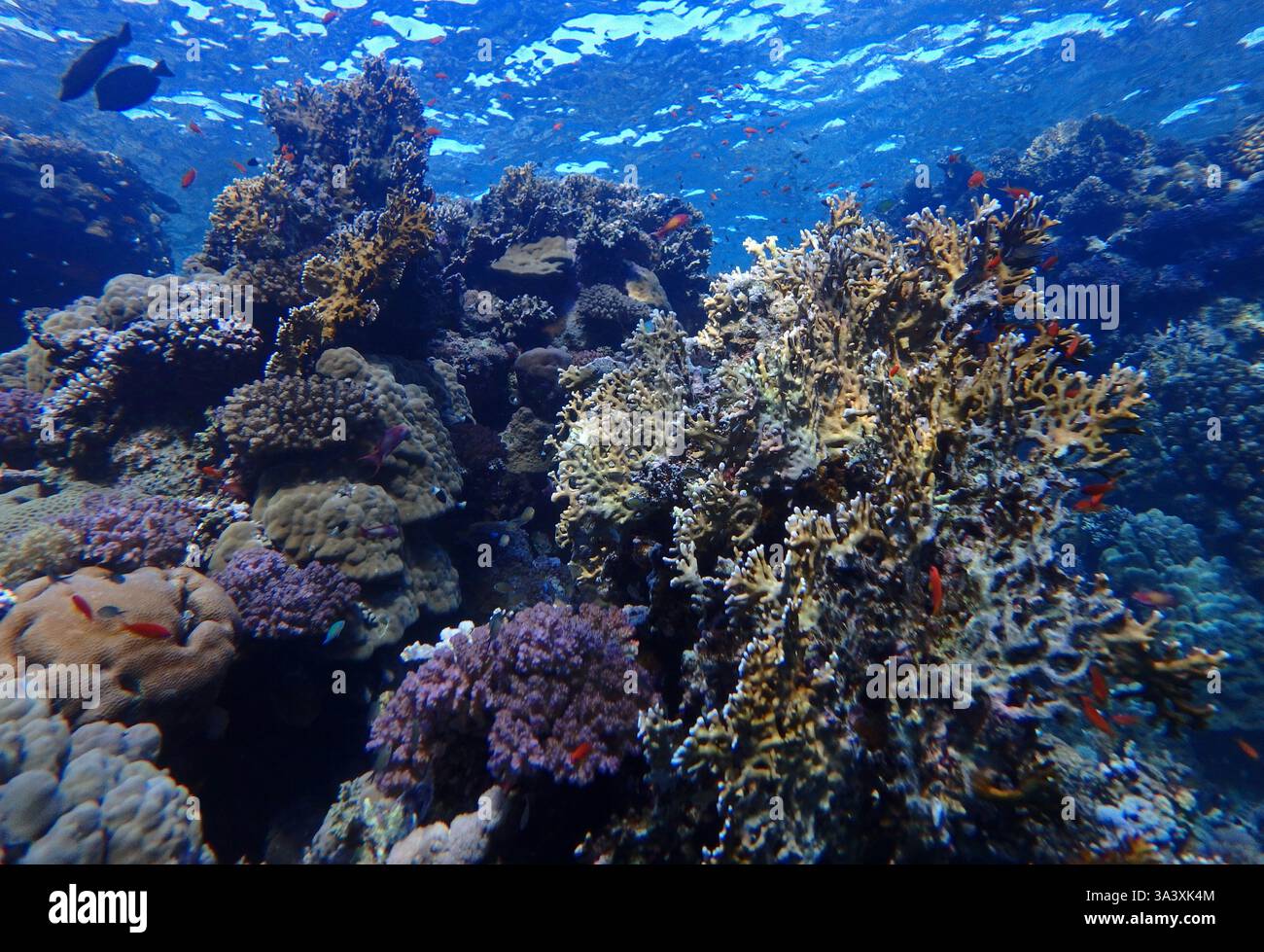 Dome Coral, Porites nodifera, Fury Shoal, Red Sea, Egypt Stock Photo ...