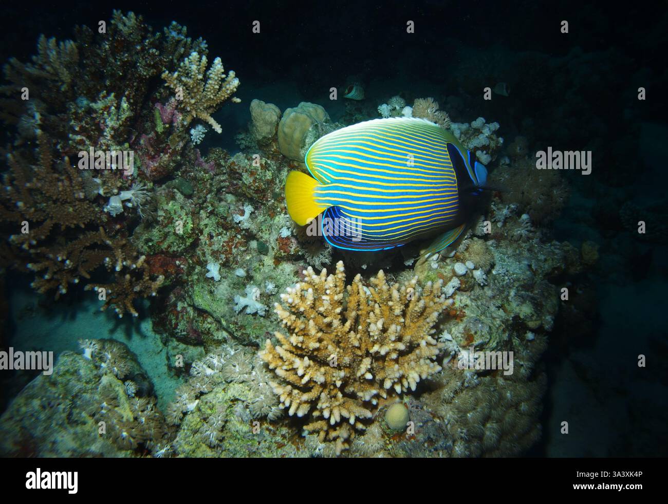 Emperor angelfish in Red Sea near Marsa Alam, Egyp, underwater ...