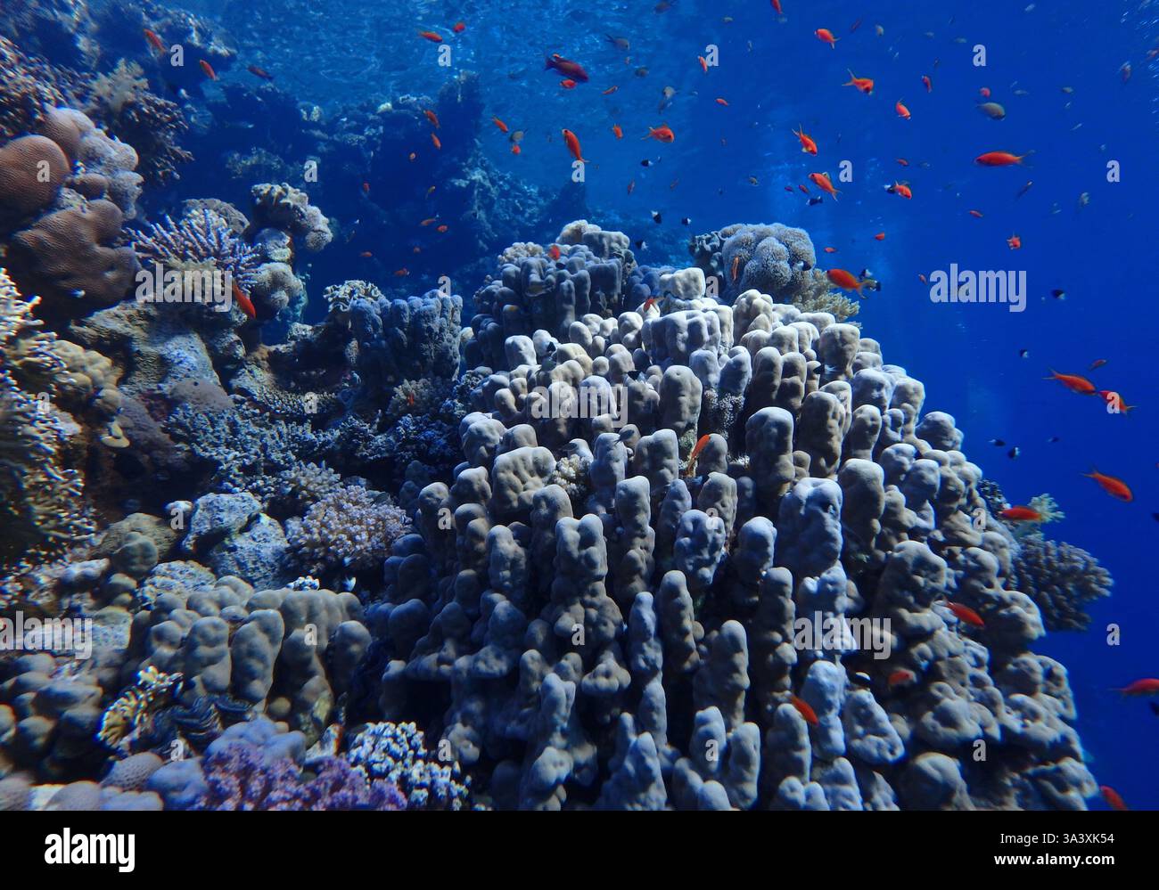 Dome Coral, Porites nodifera, Fury Shoal, Red Sea, Egypt Stock Photo ...