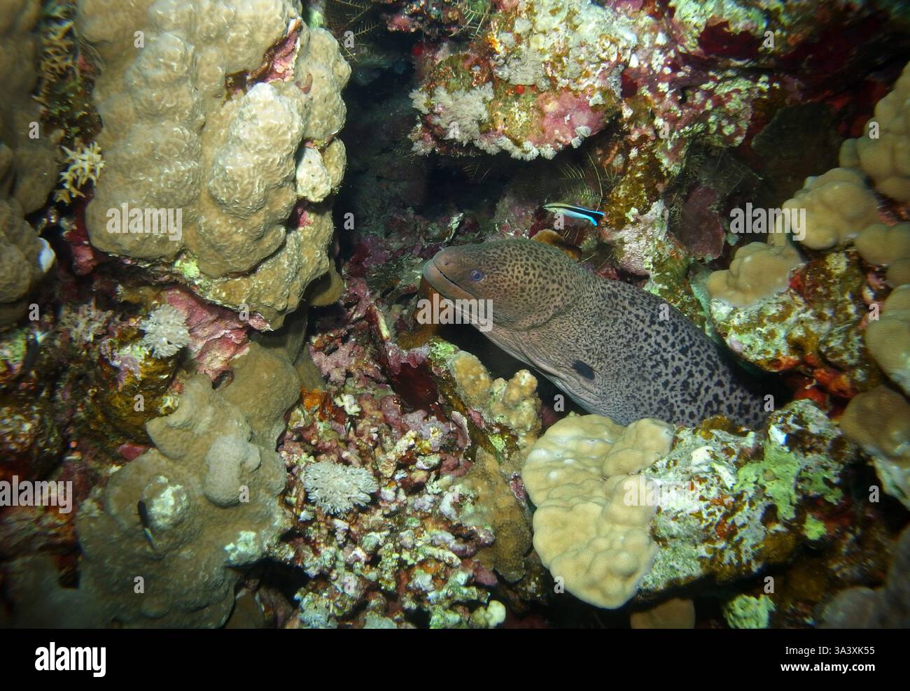 Giant moray in Red Sea, Egypt, underwater photograph Stock Photo - Alamy