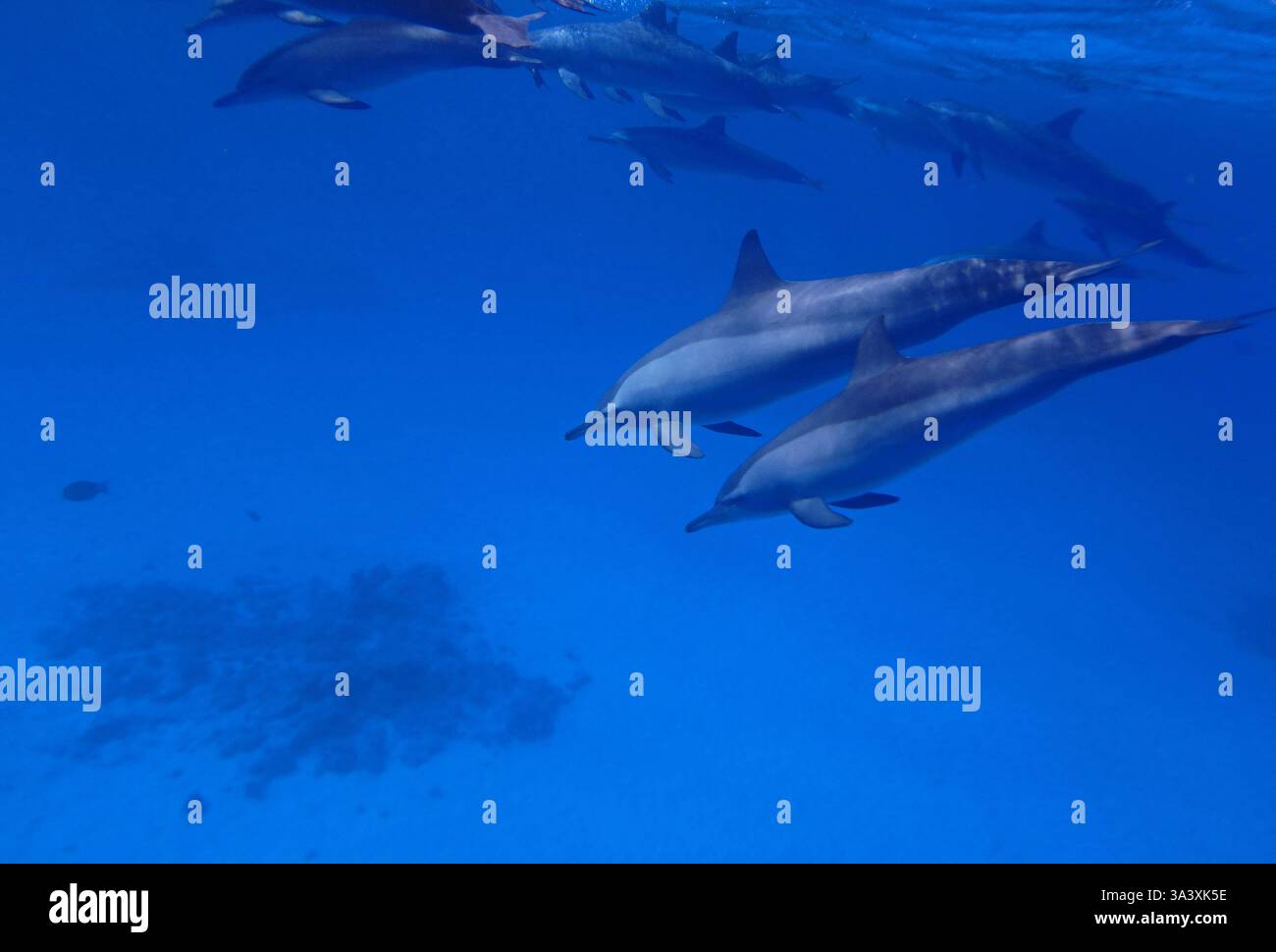 Spinner dolphins in Red Sea near Marsa Alam, Egypt Stock Photo - Alamy