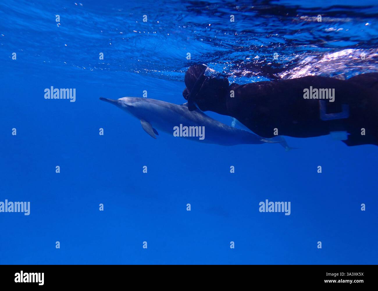 Freediver with dolphins near Marsa Alam, Red Sea, Egypt, underwater ...